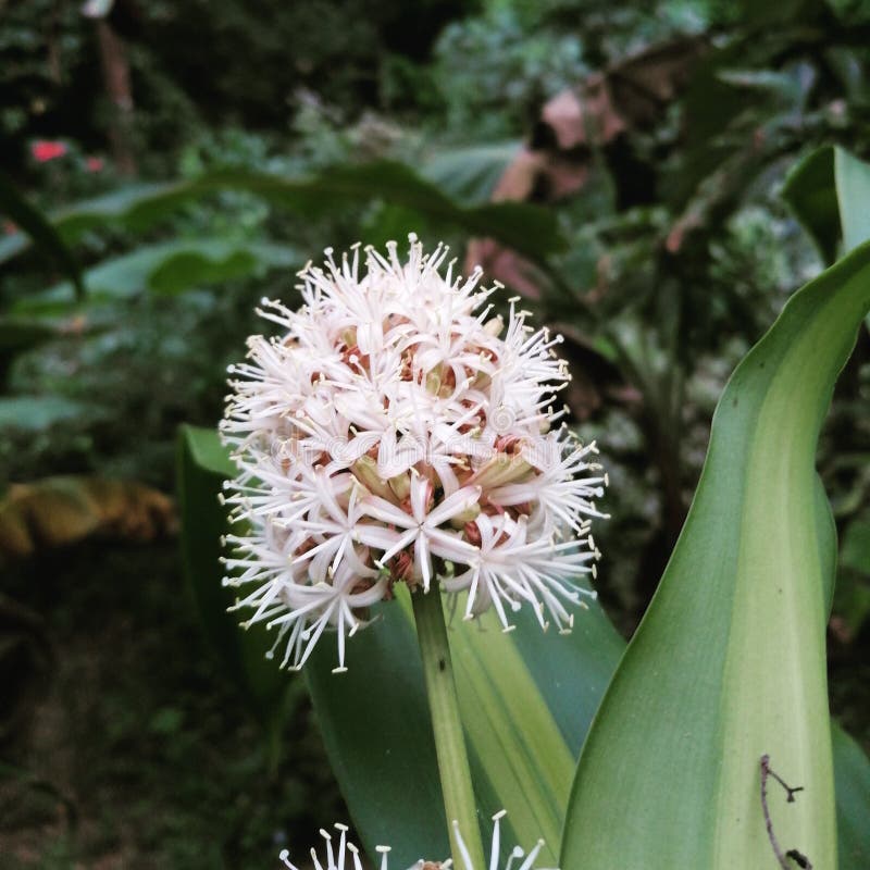 Fortune Flower Now in Bloom. Lovely Flower Stock Image - Image of bloom ...