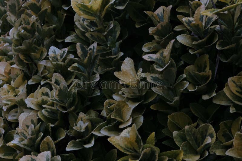 Fortune`s Spindle Bush with Raindrops Stock Photo - Image of fresh ...