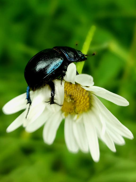 Fortune-telling on Chamomile Stock Image - Image of wildflower, ð¶ñƒðº ...
