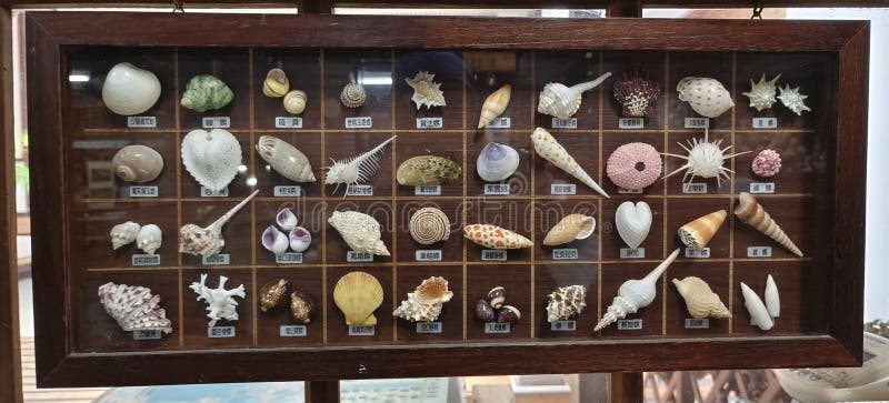 Forty Kinds of Shell Specimens Editorial Stock Image - Image of ...