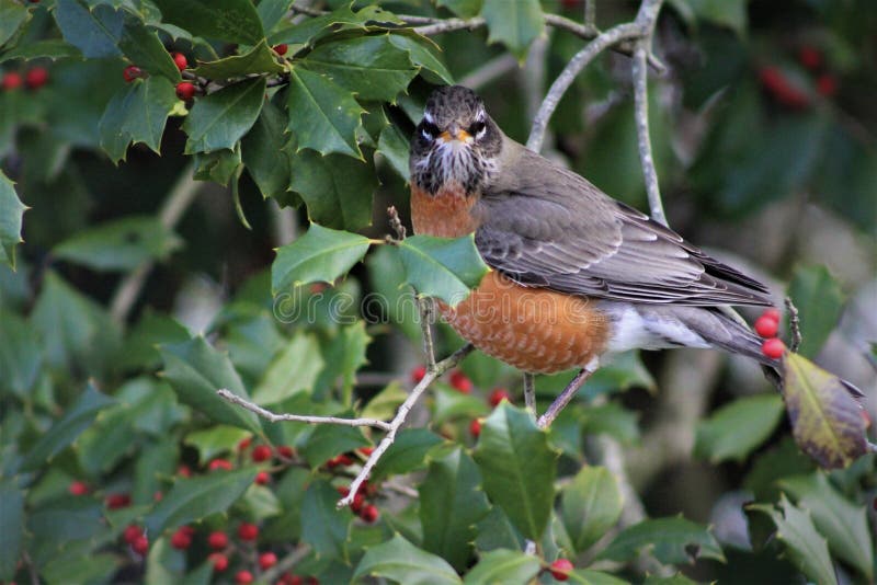 Facing Forward Stock Images - Download 1,624 Royalty Free Photos