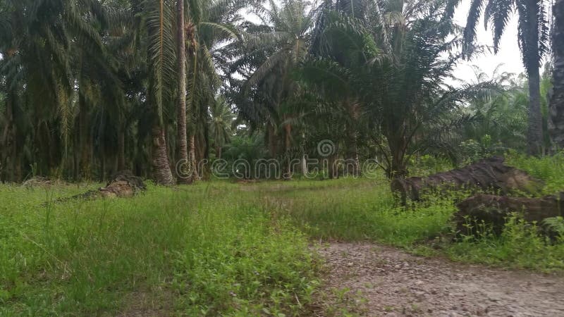 Forward Motion Movement in the Rural Countryside Road Pathway. Stock ...