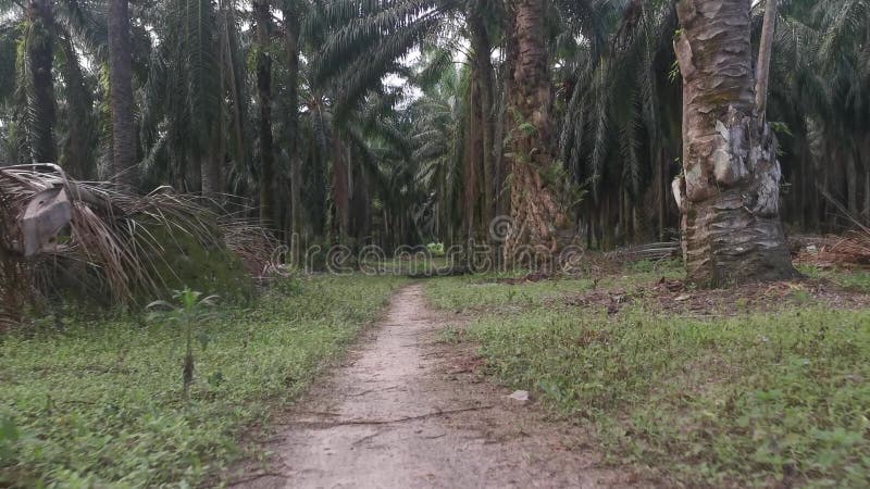 Forward Motion Movement in the Rural Countryside Road Pathway. Stock ...