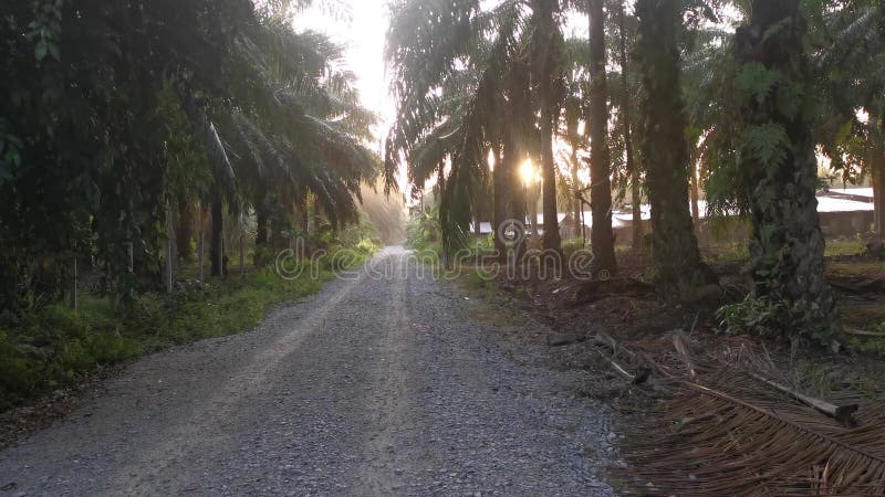 The Forward Motion Movement in the Rural Countryside Road Pathway ...
