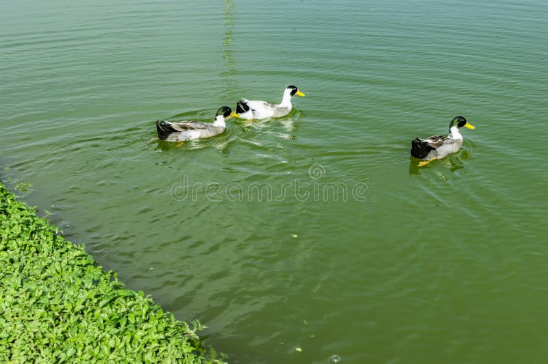 Forward movement of ducks stock image. Image of water - 74081133