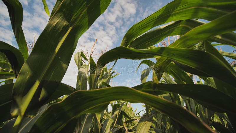 Forward Movement Inside the Corn Field with Electronic Stabilization ...