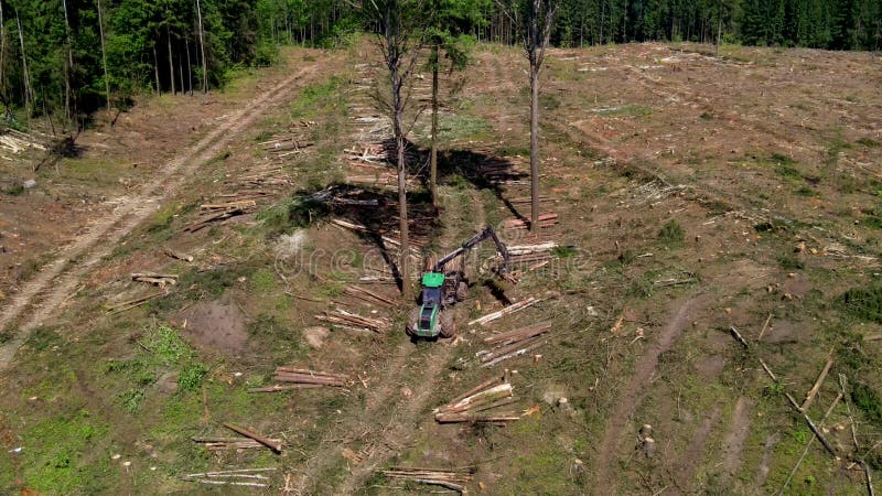 A Clearing in the Forest with White Moss and Lingonberry in the Sun ...