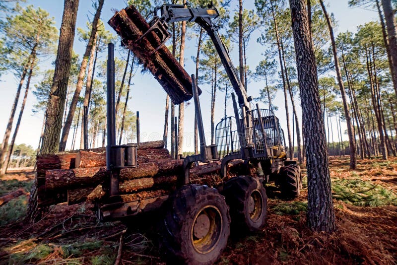 Forwarder for Logging, Picking Up Pine Logs for Storage Stock Image ...