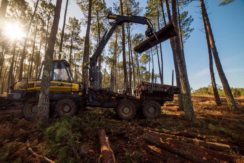 Forwarder for Logging, Picking Up Pine Logs for Storage Stock Photo ...