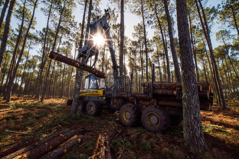 Forwarder for Logging, Picking Up Pine Logs for Storage Stock Photo ...