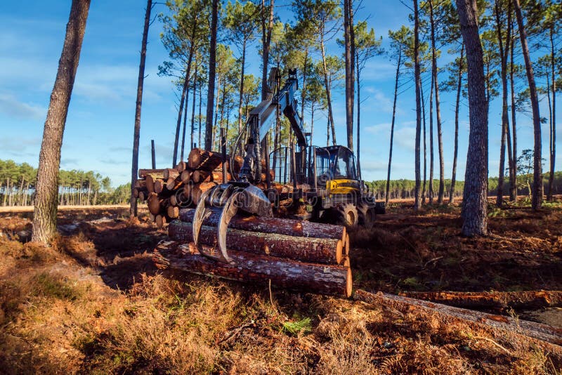 Forwarder for Logging, Picking Up Pine Logs for Storage Stock Image ...