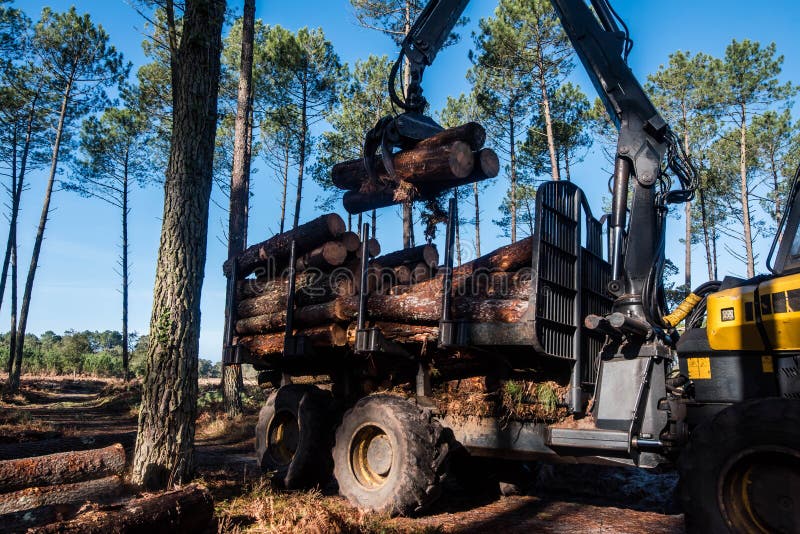 Forwarder for Logging, Picking Up Pine Logs for Storage Stock Photo ...
