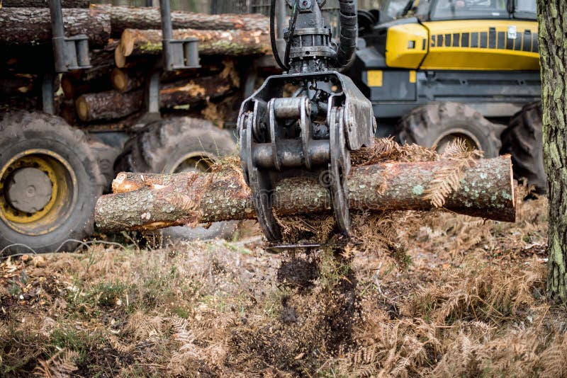 Forwarder for Logging, Picking Up Pine Logs for Storage Stock Photo ...