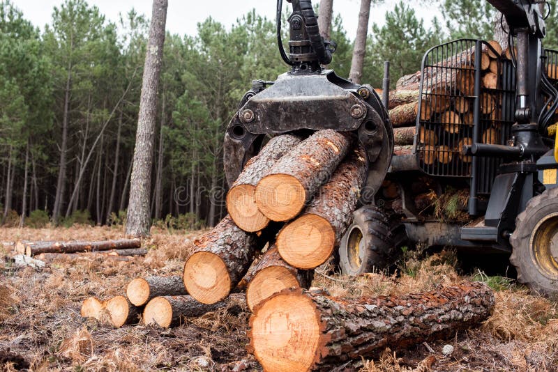 Forwarder for Logging, Picking Up Pine Logs for Storage Stock Image ...