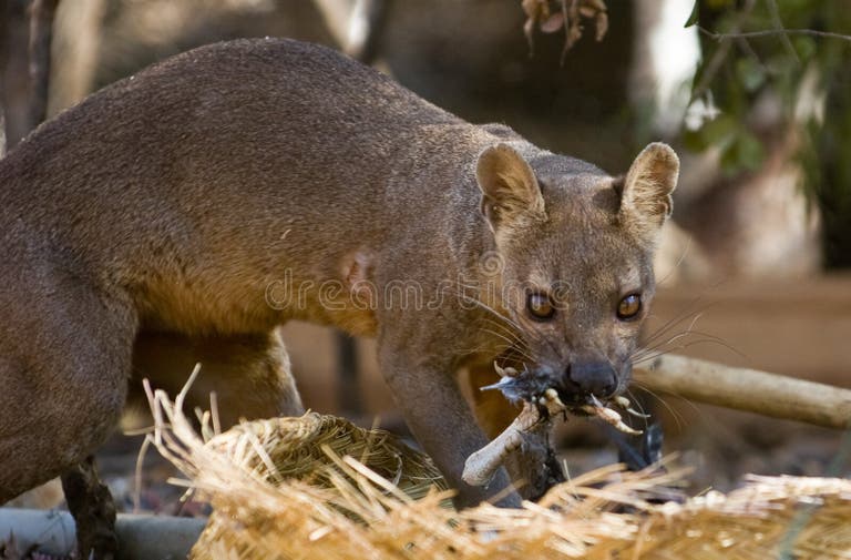 Madagascar Wildlife Fosa Stock Photos - Free & Royalty-Free Stock ...