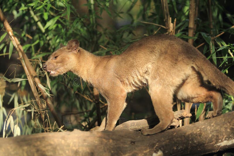 Fosa foto de archivo. Imagen de tronco, animal, gato - 32717432