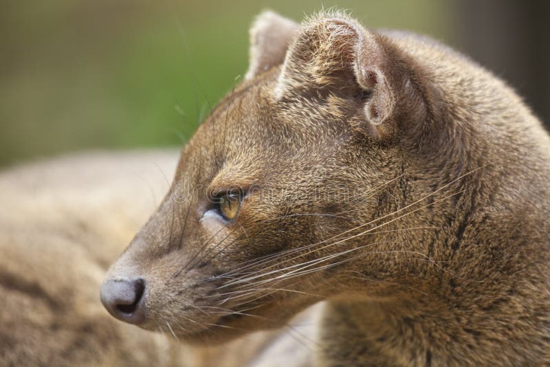 Fosa imagen de archivo. Imagen de organismo, madagascar - 45064223
