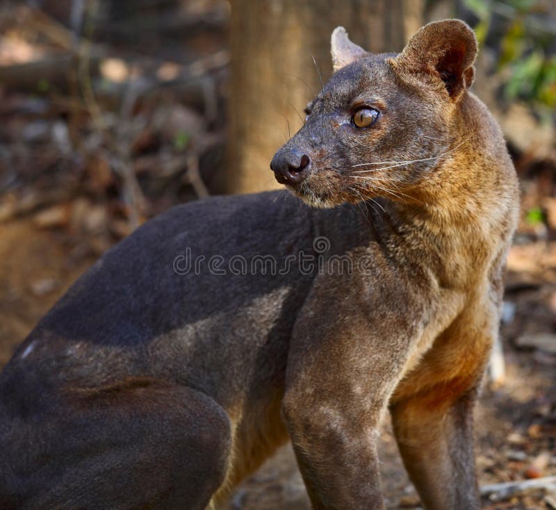 Fosa Madagascar foto de archivo. Imagen de cazador, madagascan - 48794004