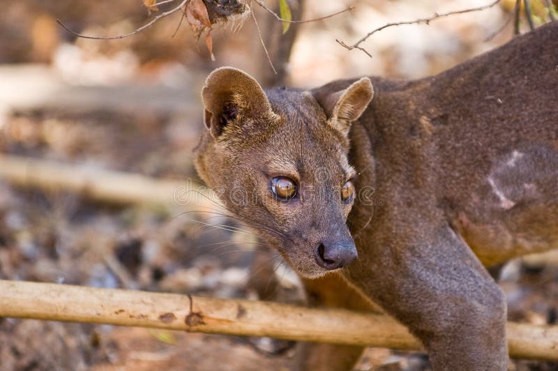 Fosa stock photo. Image of endemic, claw, meat, madagascar - 13964576
