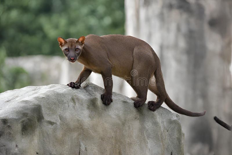 Close-Up Portrait of a Fossa Stock Illustration - Illustration of ...