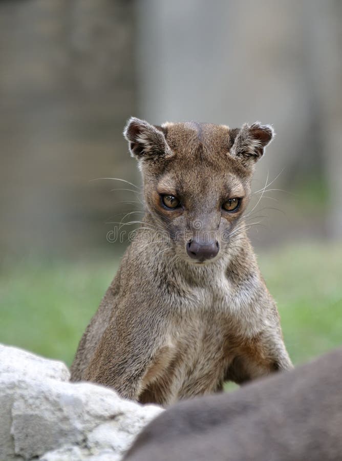 Fosa stock photo. Image of endemic, claw, meat, madagascar - 13964576