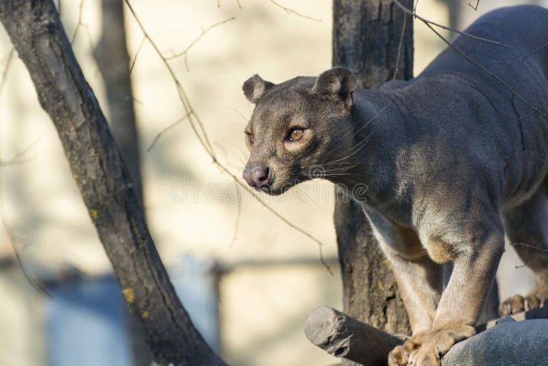 Fossa (Cryptoprocta ferox) stock photo. Image of forest - 50212700
