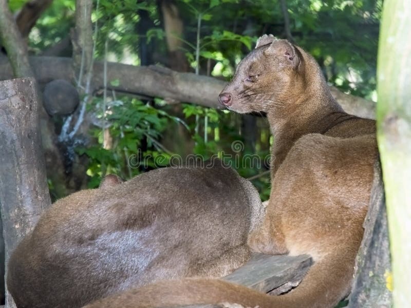 Fossa (Cryptoprocta ferox) stock photo. Image of organism - 43913738