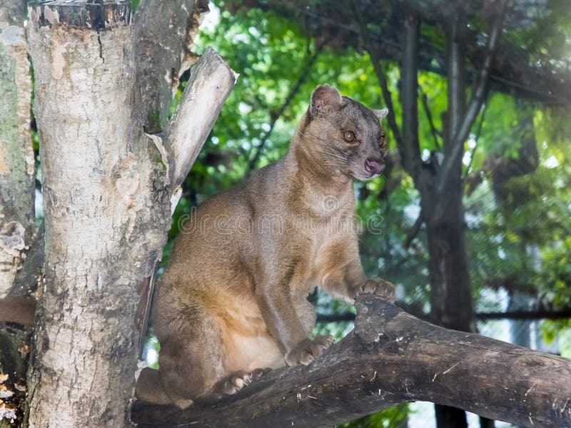 Fossa (Cryptoprocta ferox) stock photo. Image of dark - 43913758