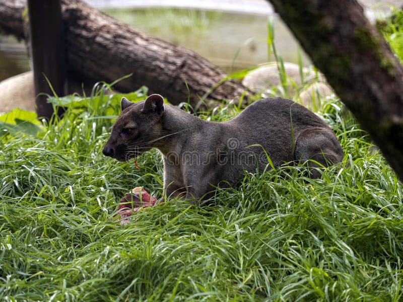 Fossa, Cryptoprocta Ferox is Madagascar`s Largest Predator, Madagascar ...