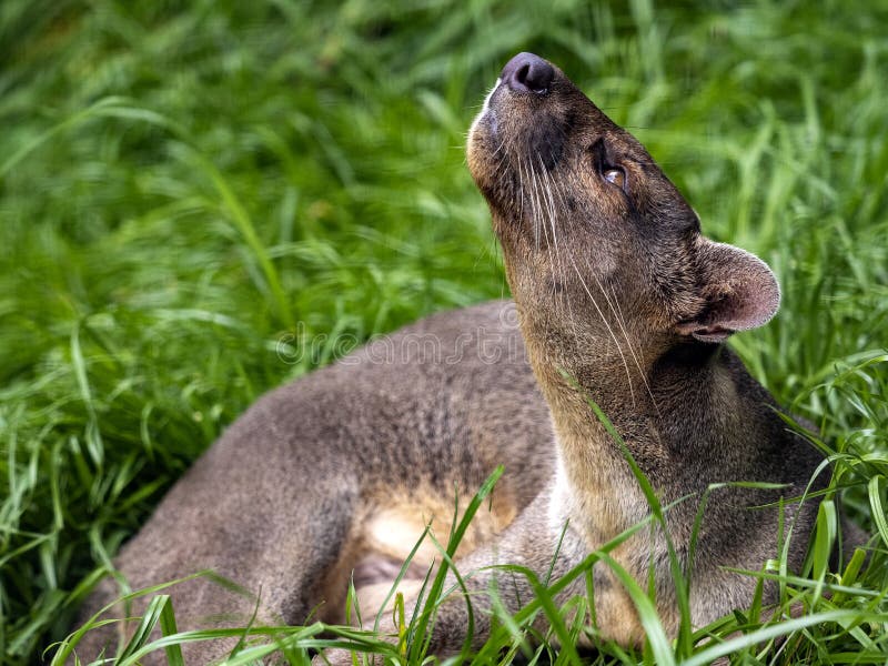 Fossa, Cryptoprocta Ferox, is a Very Agile Beast, is a Top Predator in ...