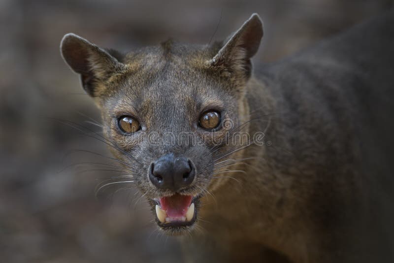 Fossa Madagascar photo stock. Image du carnivore, faune - 48794004 Fossa Madagascar photo stock. Image du carnivore, faune - 48794004