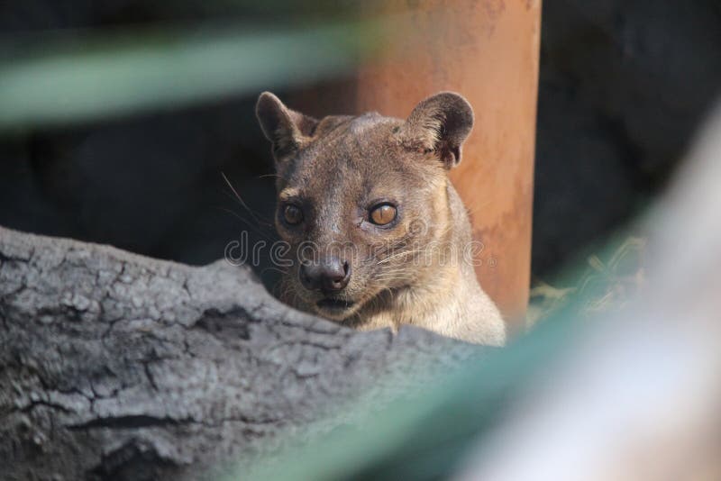 Fossa stock photo. Image of carnivor, exhibit, hiding - 44817010