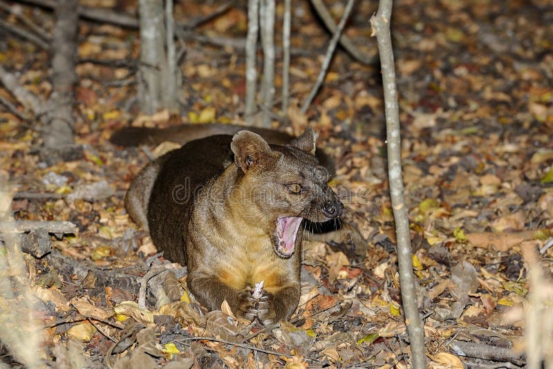 Fossa, kirindy stock photo. Image of snake, wilderness - 26827310