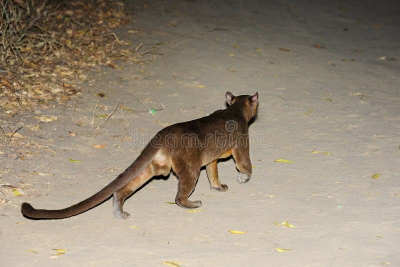 Fossa, kirindy stock image. Image of mammal, nature, madagascar - 26827339