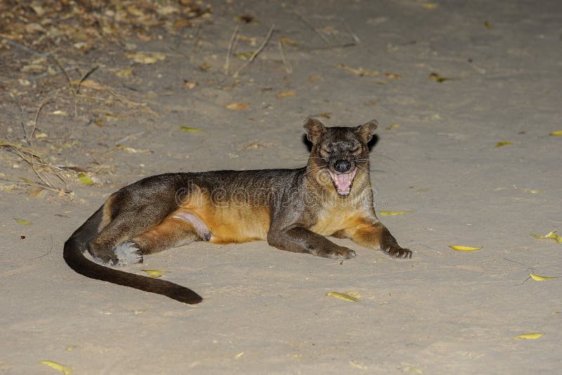 Fossa, kirindy stock image. Image of looking, wildlife - 26827353