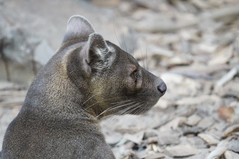 Fossa looking out stock photo. Image of face, mammalia - 264505454