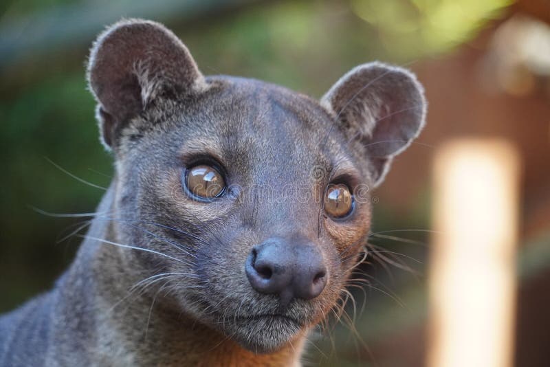 Fossa Looking Out at the World Stock Image - Image of eupleridae, face ...