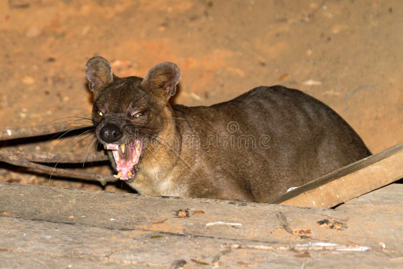 Fossa Madagascar photo stock. Image du carnivore, faune - 48794004 Fossa Madagascar photo stock. Image du carnivore, faune - 48794004