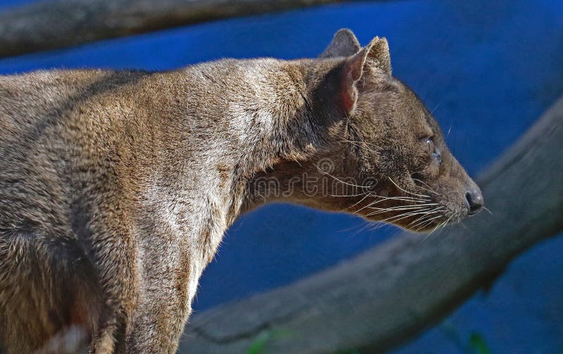 Fossa Claws Stock Photos - Free & Royalty-Free Stock Photos from Dreamstime