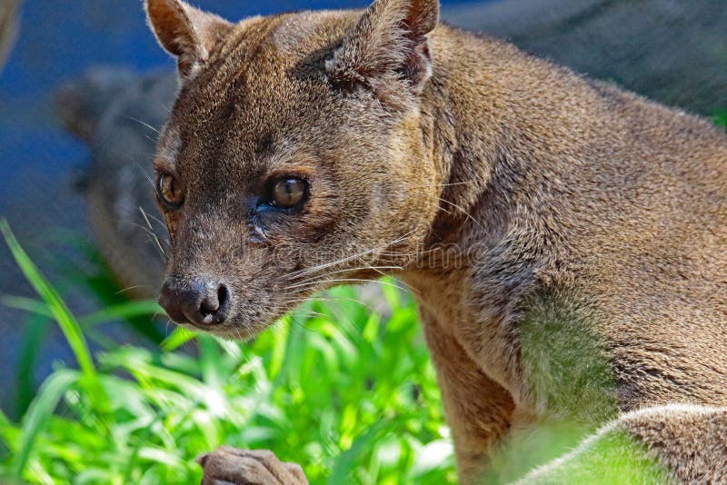 Fossa stock photo. Image of protractile, predator, cream - 89483652