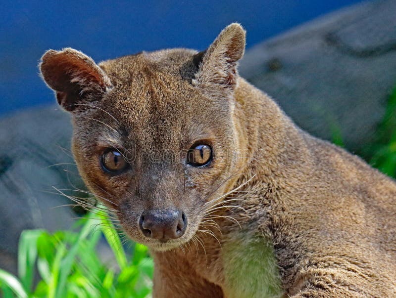 Sleeping Fossa Stock Photos - Free & Royalty-Free Stock Photos from ... Sleeping Fossa Stock Photos - Free & Royalty-Free Stock Photos from ...