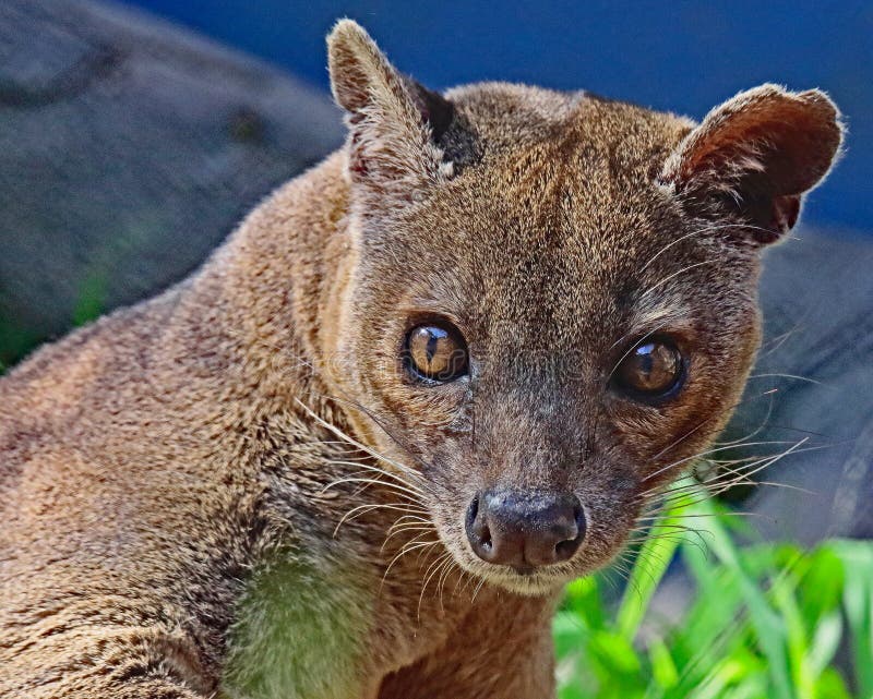 Fossa Claws Stock Photos - Free & Royalty-Free Stock Photos from Dreamstime