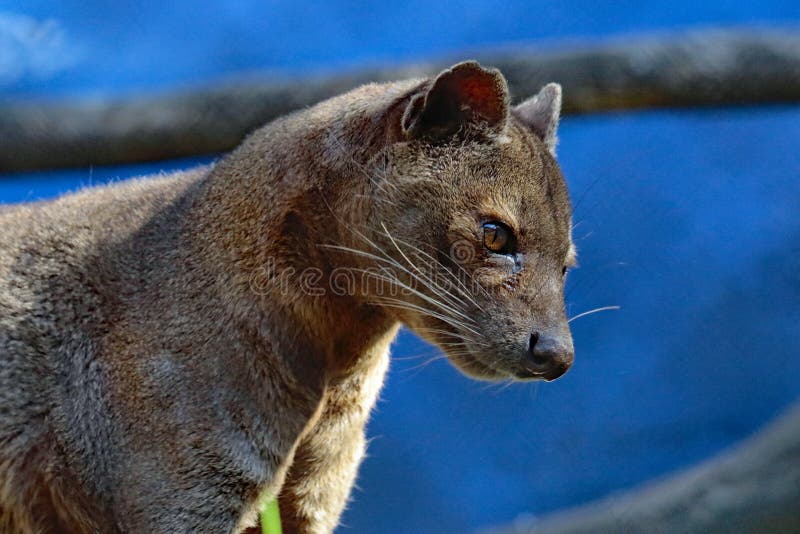 Fossa Claws Stock Photos - Free & Royalty-Free Stock Photos from Dreamstime