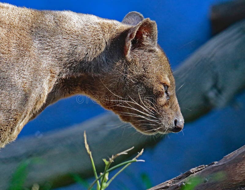 Fossa Claws Stock Photos - Free & Royalty-Free Stock Photos from Dreamstime