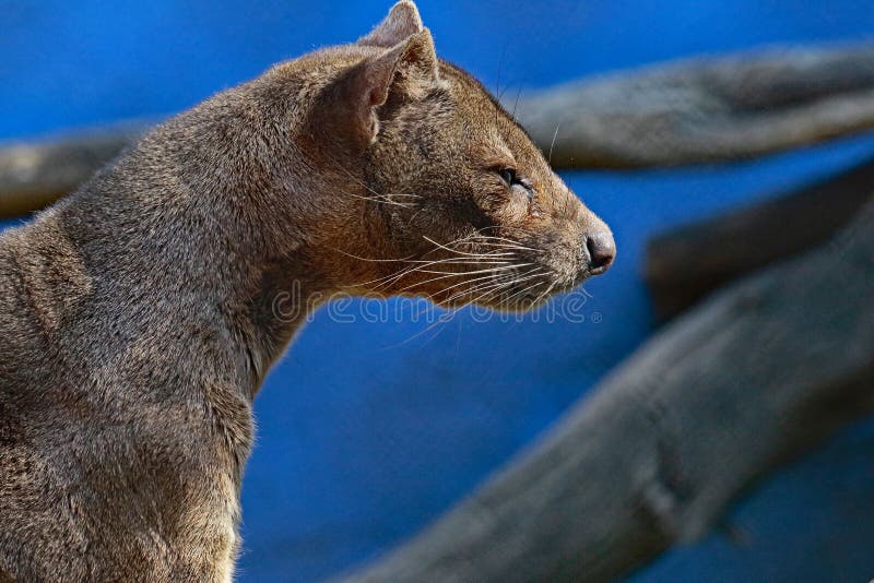 Fossa Feet Stock Photos - Free & Royalty-Free Stock Photos from Dreamstime