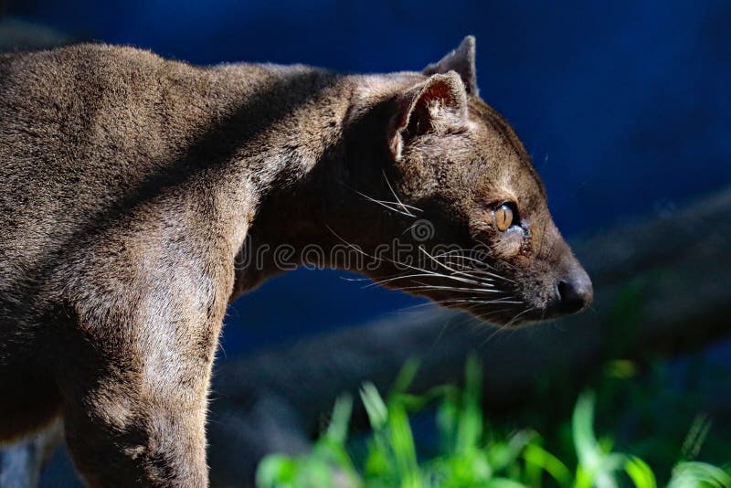 Fossa Feet Stock Photos - Free & Royalty-Free Stock Photos from Dreamstime