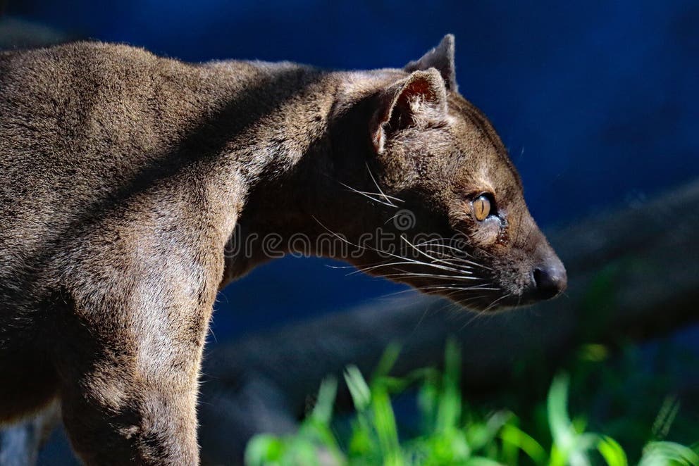 Fossa stock image. Image of face, fossa, left, catlike - 89485001