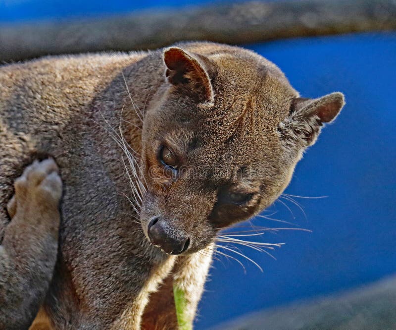 Fossa Claws Stock Photos - Free & Royalty-Free Stock Photos from Dreamstime