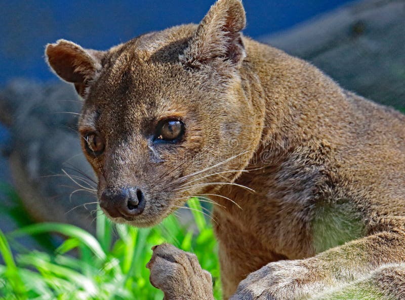 Fossa stock photo. Image of left, face, acrobatic, downward - 89484478