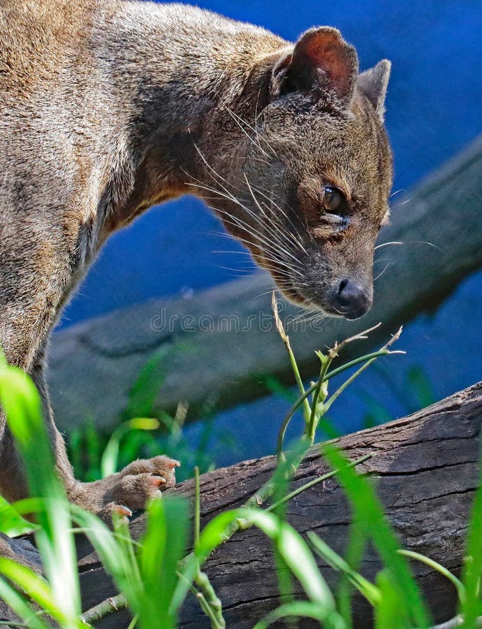 Sleeping Fossa Stock Photos - Free & Royalty-Free Stock Photos from ... Sleeping Fossa Stock Photos - Free & Royalty-Free Stock Photos from ...